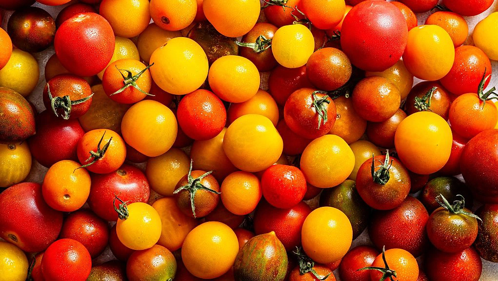 20 tomato varieties to grow in 2026