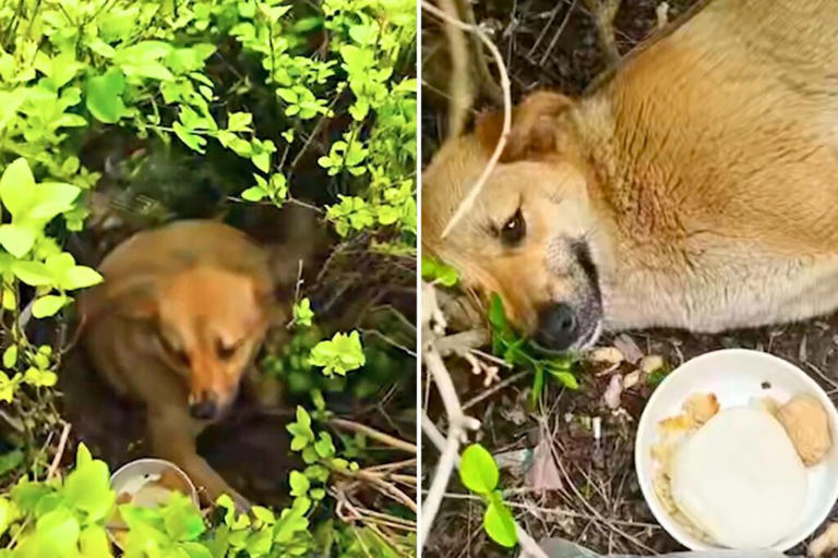 Stray dog visited taxi drivers for food every day until she was found ...