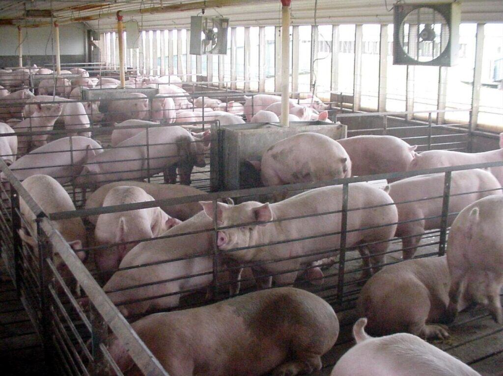 Farm animal welfare rules might be rolled back by Congress