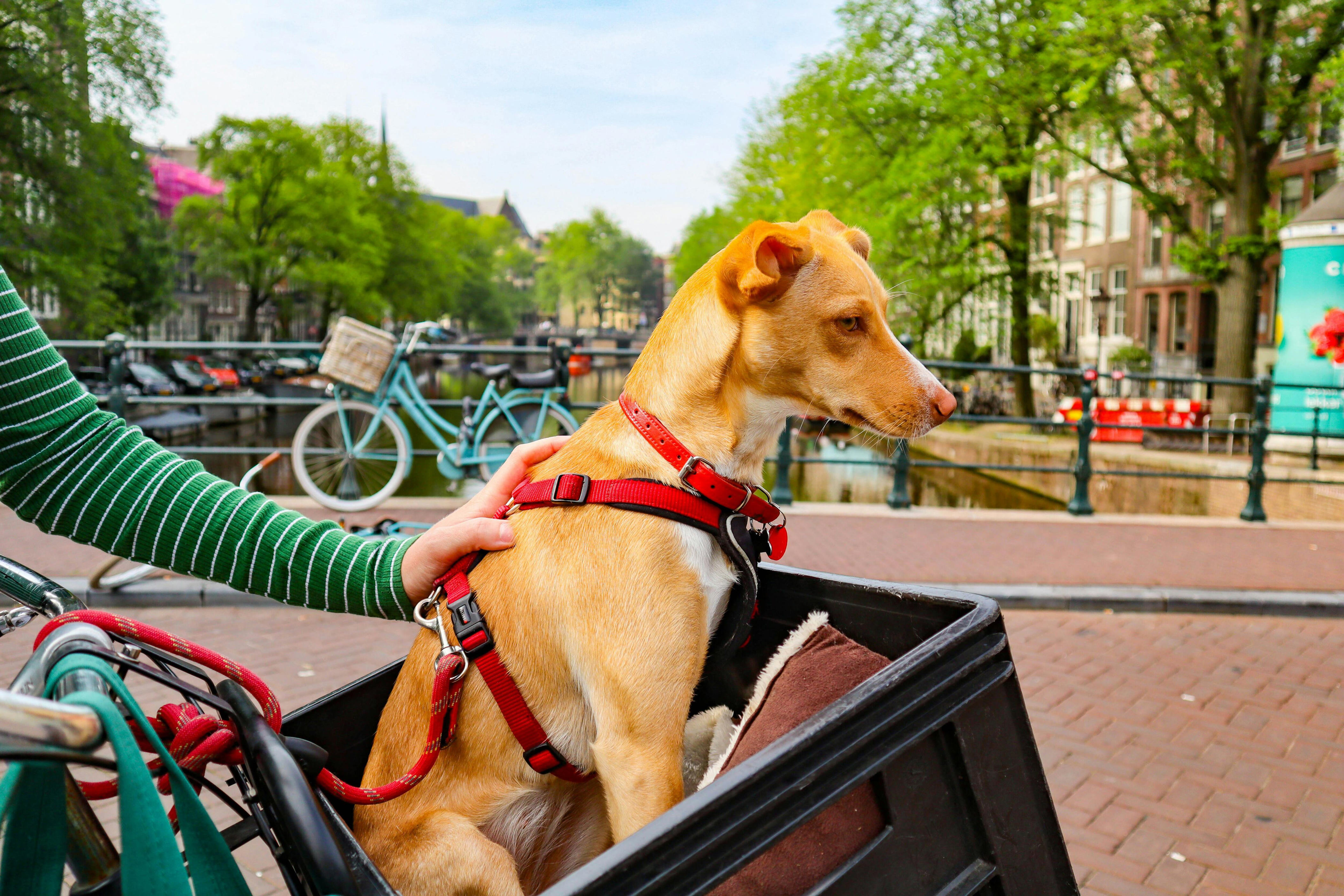 En video: mascotas en bicicleta se roban las miradas en el Día Mundial ...