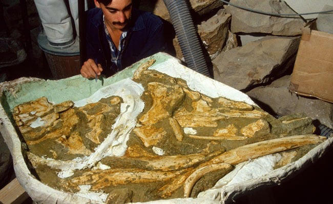 Researchers found a whale fossil in New Zealand in 1988, it took ...