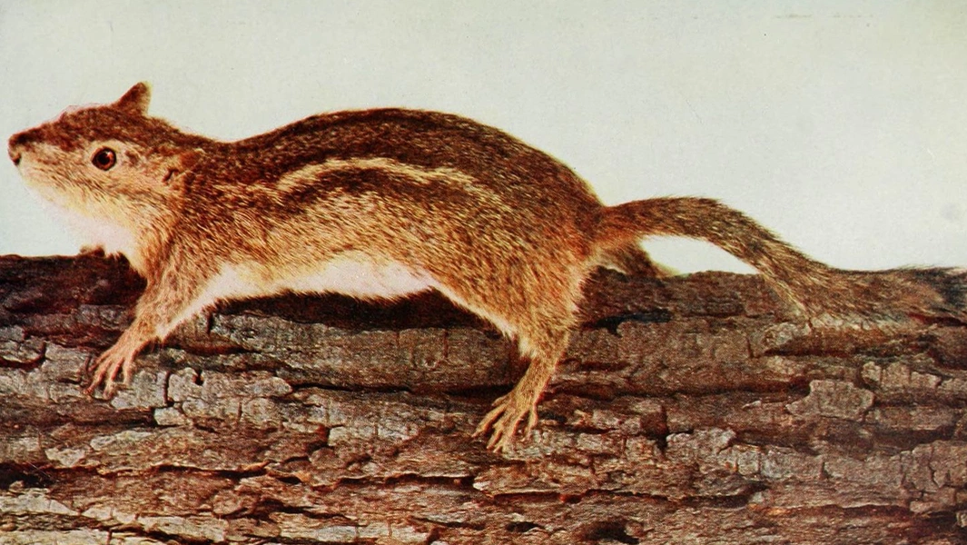 Chipmunk secrets every backyard watcher should know
