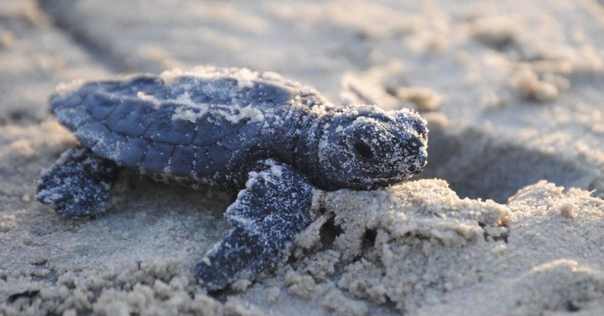 7 things you absolutely need to know going into sea turtle nesting season