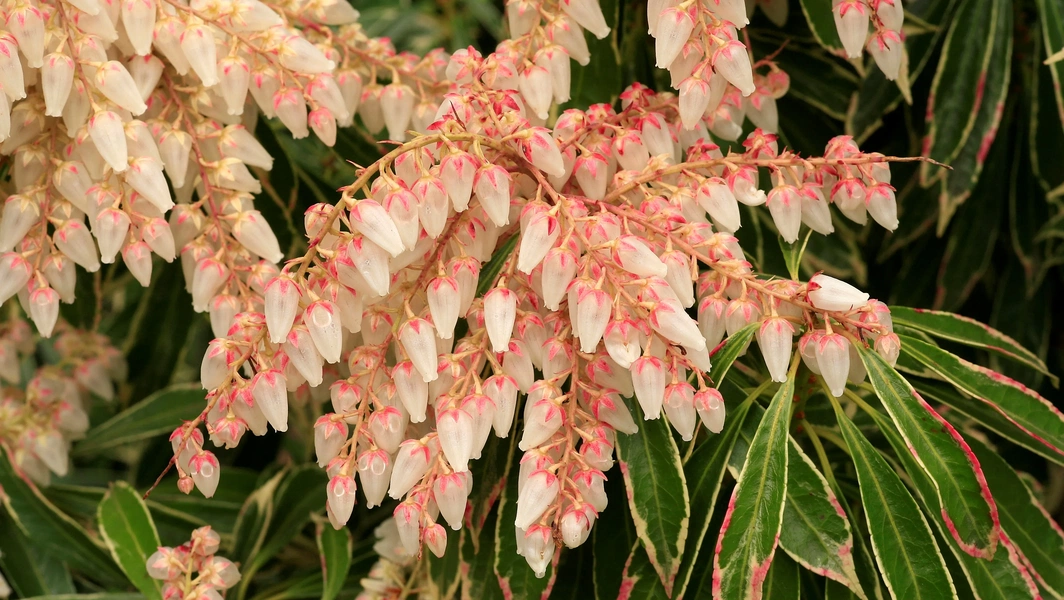 18 plants that resist deer damage