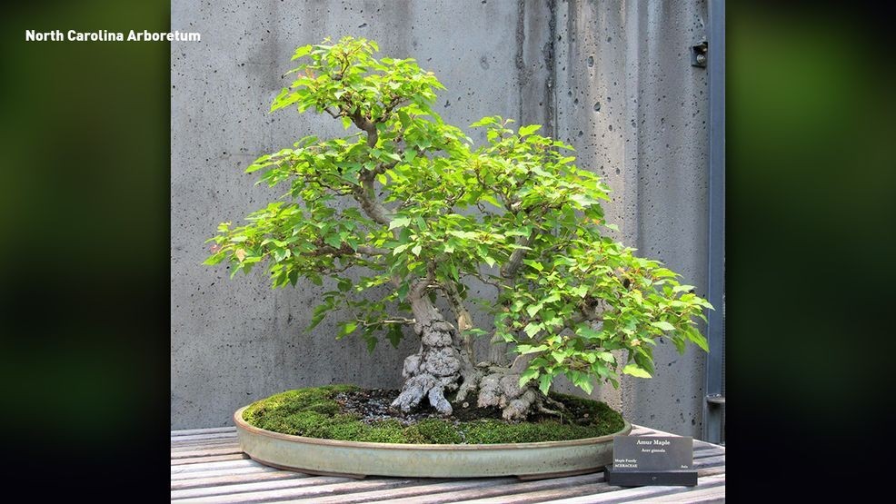 'Bonsai in the Blue Ridge' exhibit brings dozens of displays to North ...