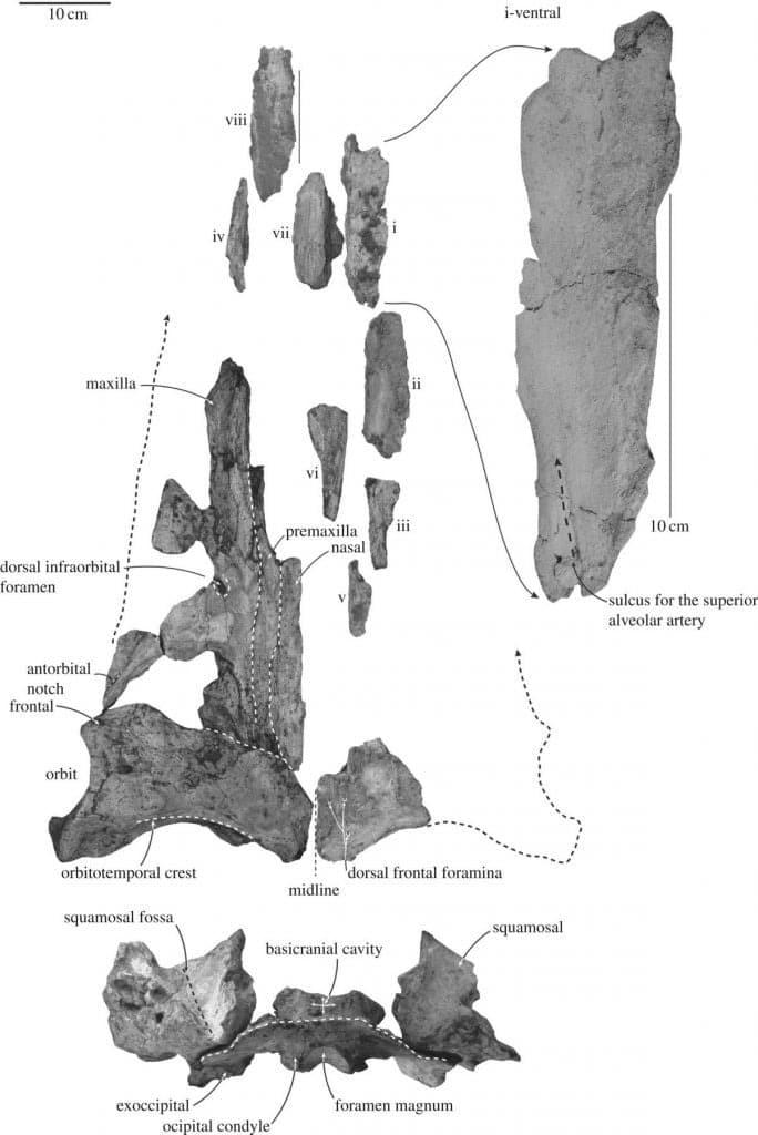 Researchers found a whale fossil in New Zealand in 1988, it took ...