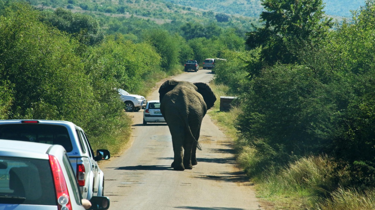 Yale’s six-year GPS study of 4,500 animals shows 65% of species shift ...