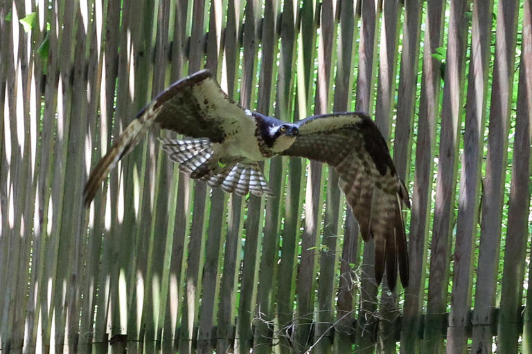 Mecklenburg County shares details on severed lease with Carolina Raptor ...