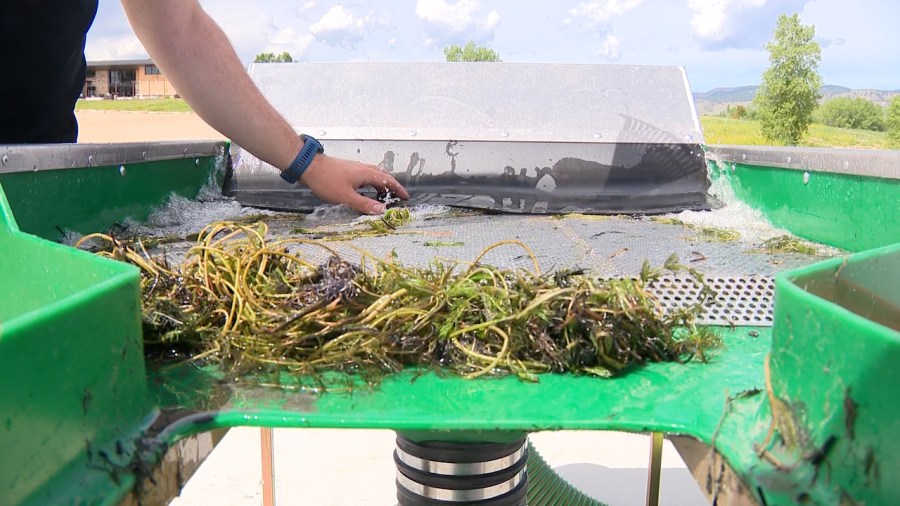 Boulder Reservoir working to remove invasive plant species