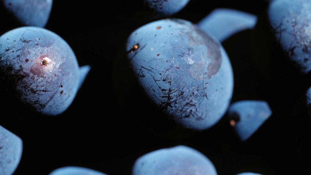 16 foods that can poison dogs