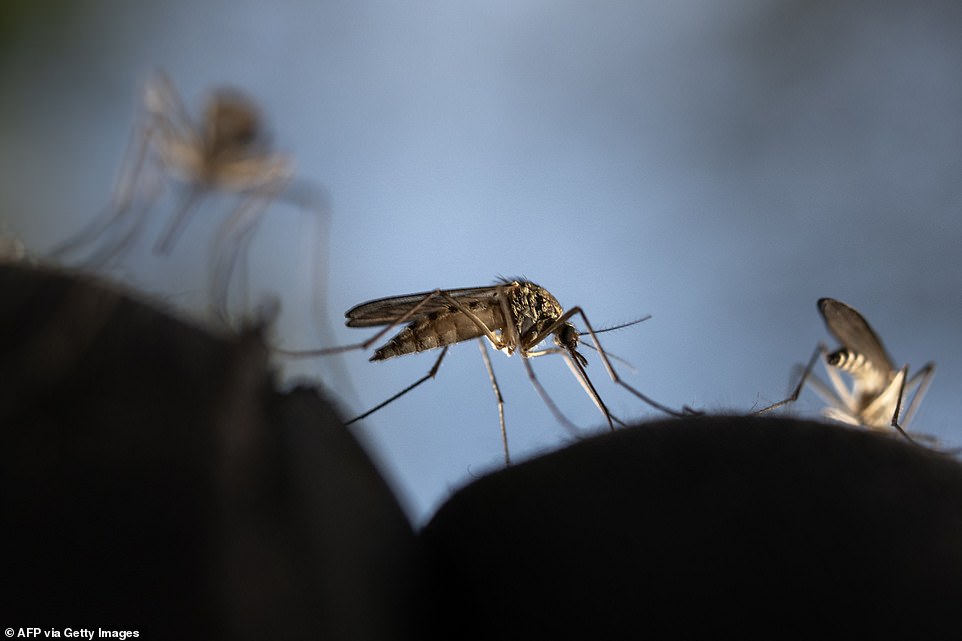 Google plans US release of 64 million bacteria-carrying mosquitoes