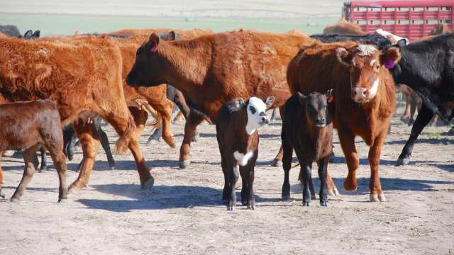 Historic drought forces Wyoming and Nebraska ranchers to sell off ...