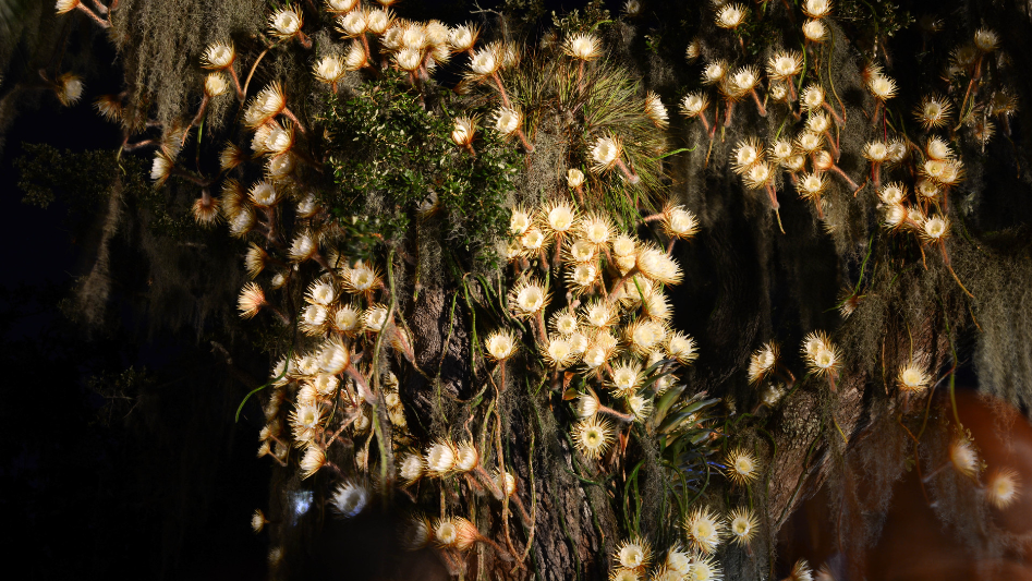 Queen of the night set to display its annual nocturnal bloom at Selby ...