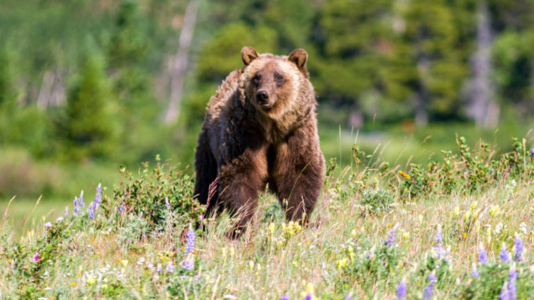 Glacier National Park visitors capture terrifyingly close encounter ...