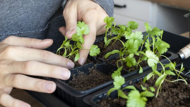 Desde que aprendi a plantar coentro em vaso, faço os melhores molhos de ...