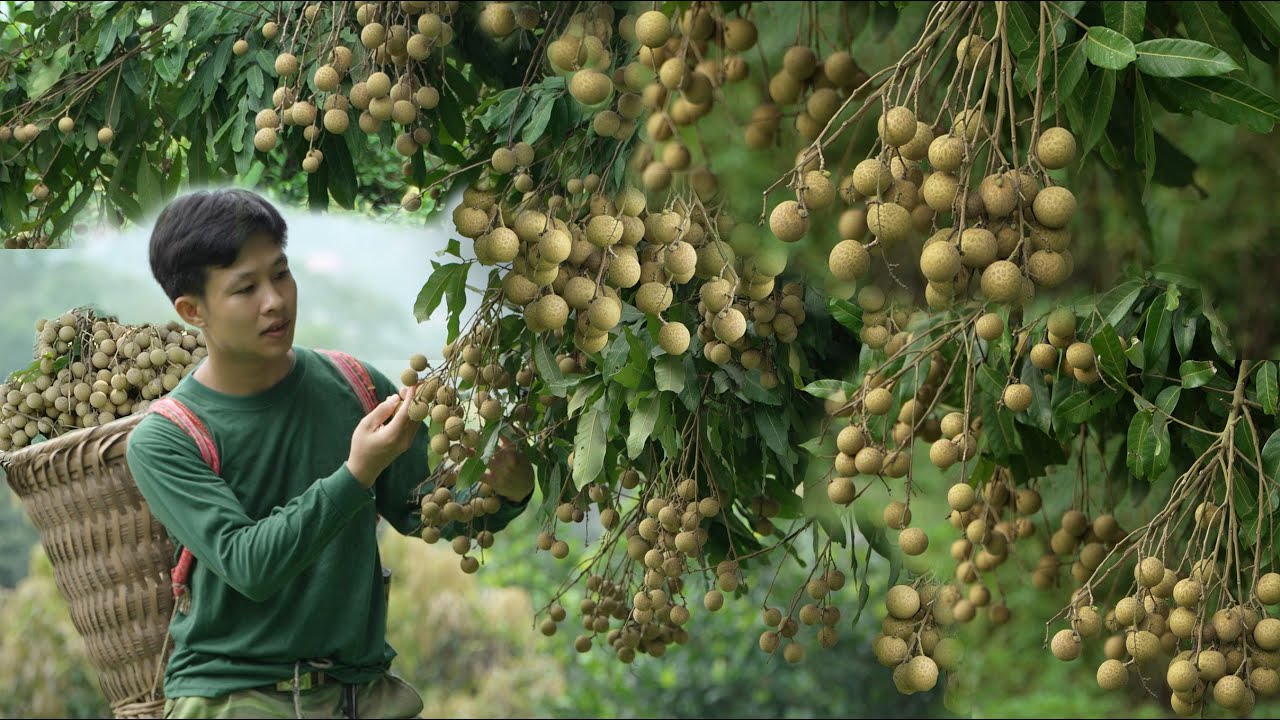 Building a house with longan profits: My journey