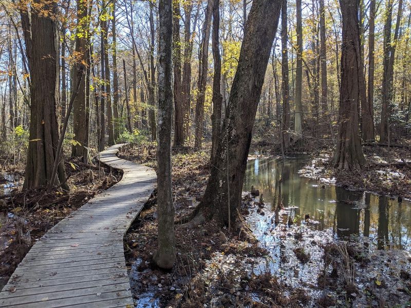 This stunning boardwalk hike is Maryland’s best-kept secret for nature ...