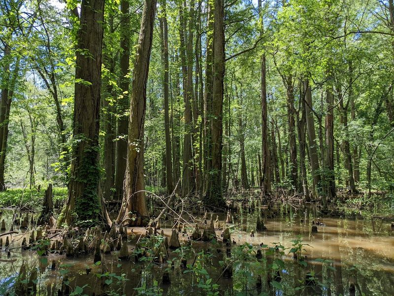 This stunning boardwalk hike is Maryland’s best-kept secret for nature ...