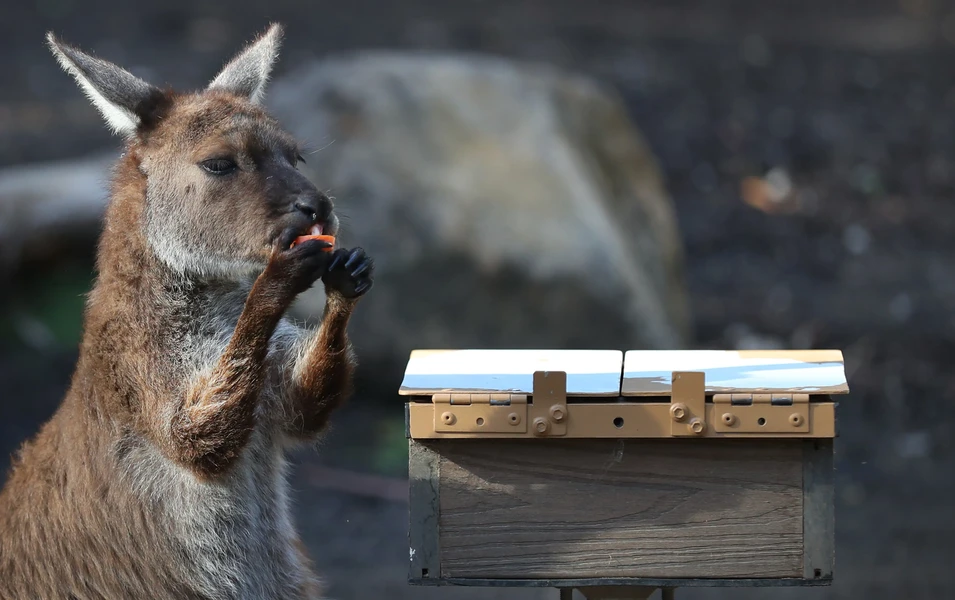 Meet Australia’s four famous kangaroo cousins