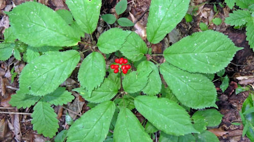 Don't touch that flower! These species are protected in Canada
