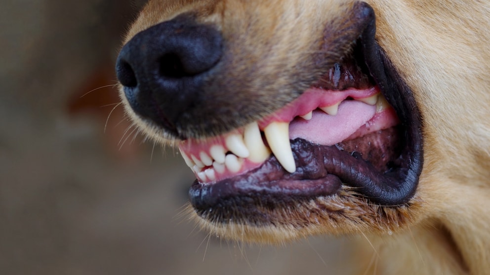 Why bad teeth can be life-threatening for dogs