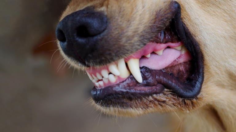 Why bad teeth can be life-threatening for dogs