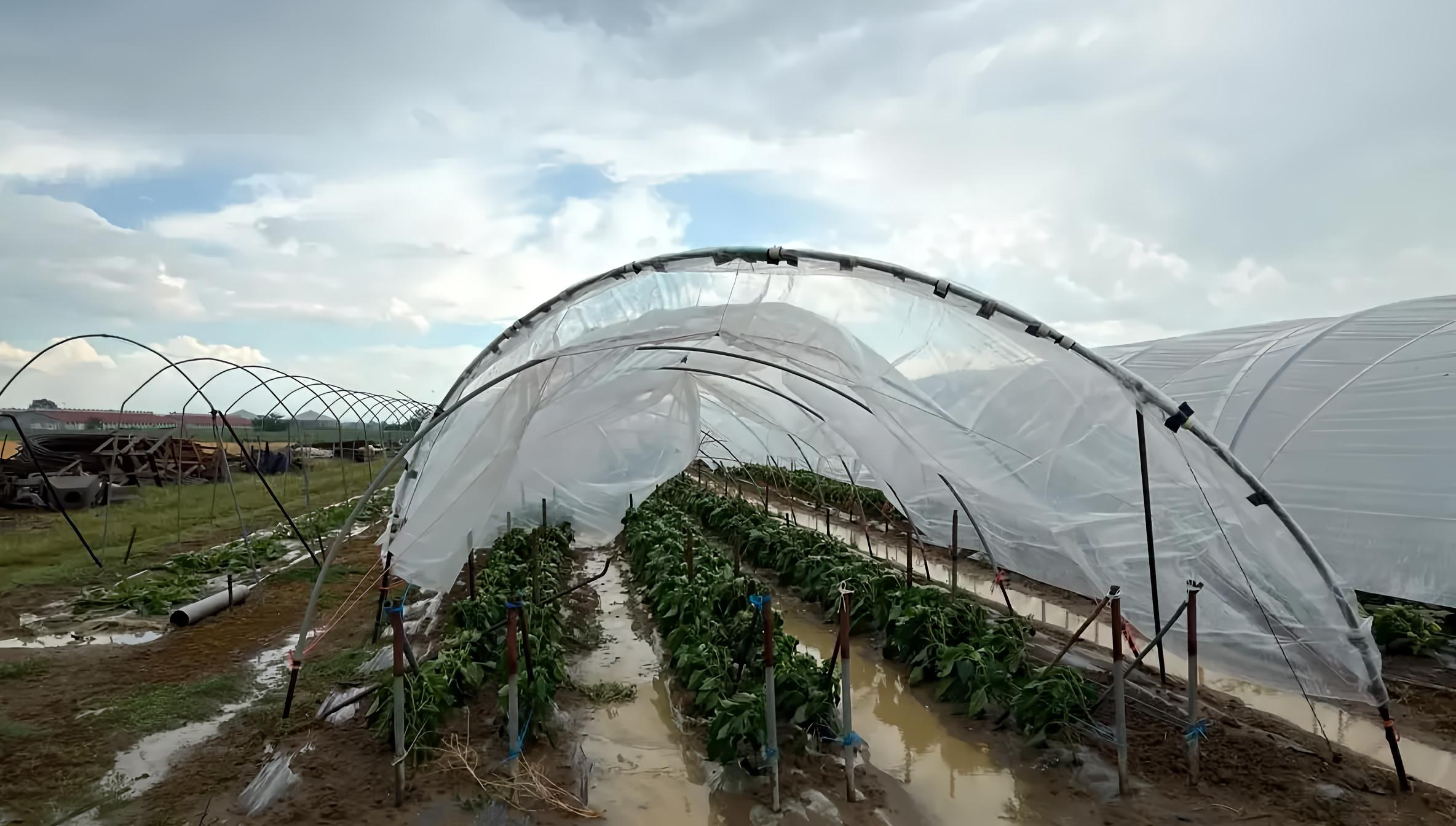 Maltempo a Cremona con grandine e trombe d'aria: le aziende agricole ...