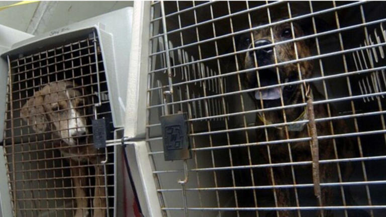 Nearly 200 dogs found stacked in basement crates in Alabama—petition ...