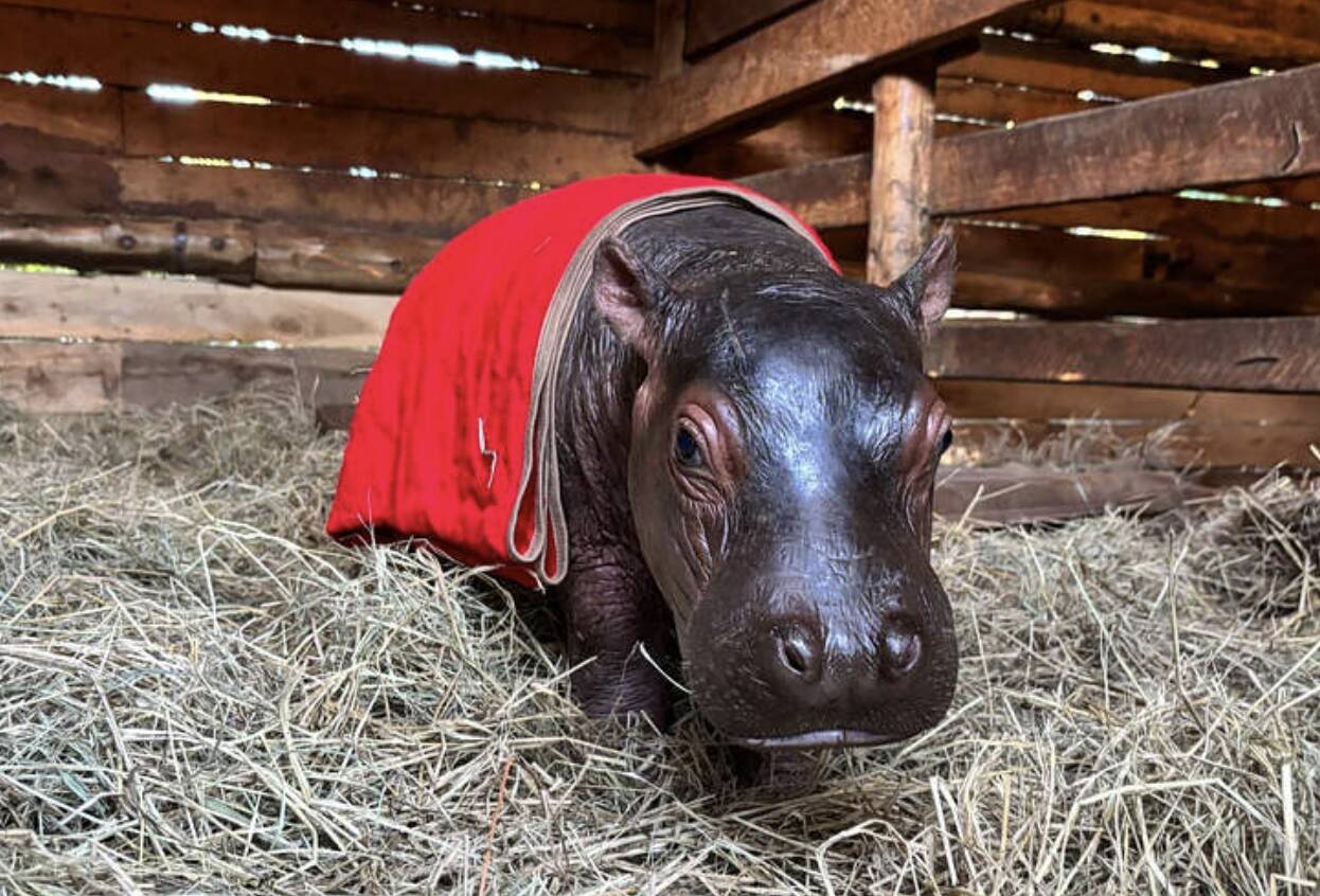 Hippo couldn't sleep without mom — so his rescuer moved his bed to the ...