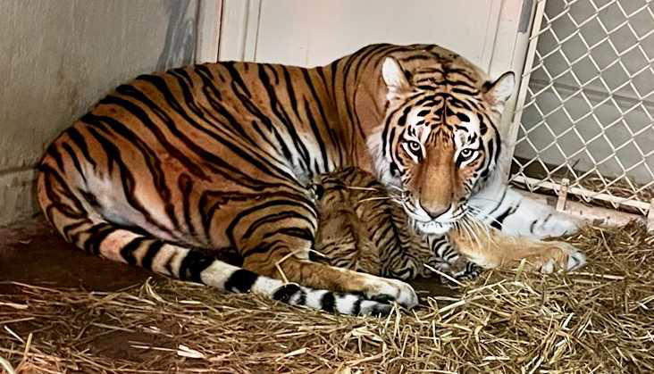 Louisville Zoo announces birth of 3 tiger cubs, the first in decades