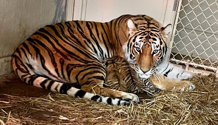 Louisville Zoo welcomes three endangered Amur tiger cubs, first births ...