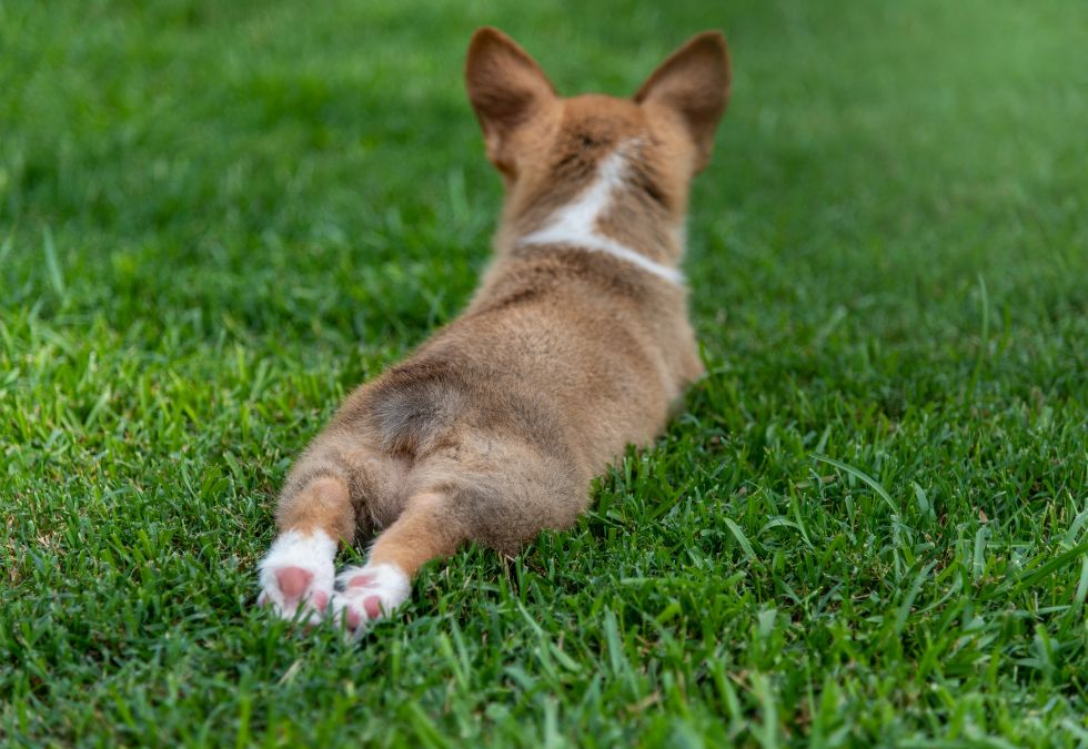15 dog antics that are equal parts weird and adorable