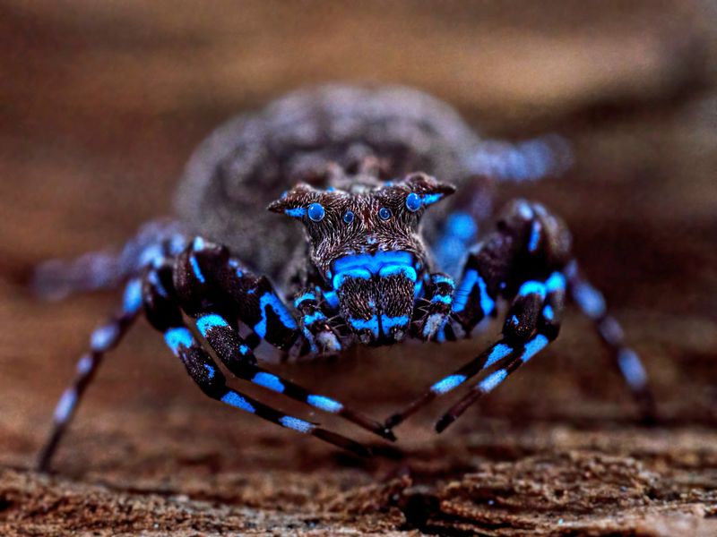 Scientists find new species of dragonfly, grasshopper and a fluorescent ...