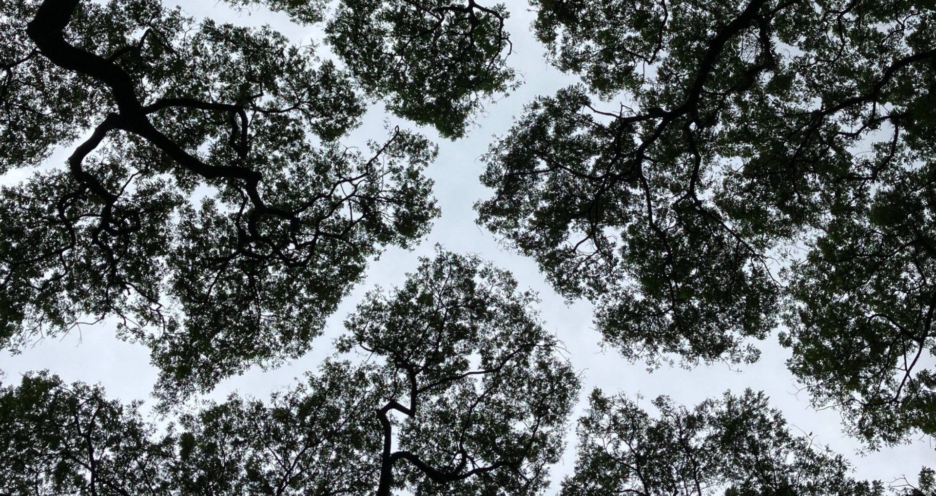 Crown shyness: Ein faszinierendes Naturphänomen