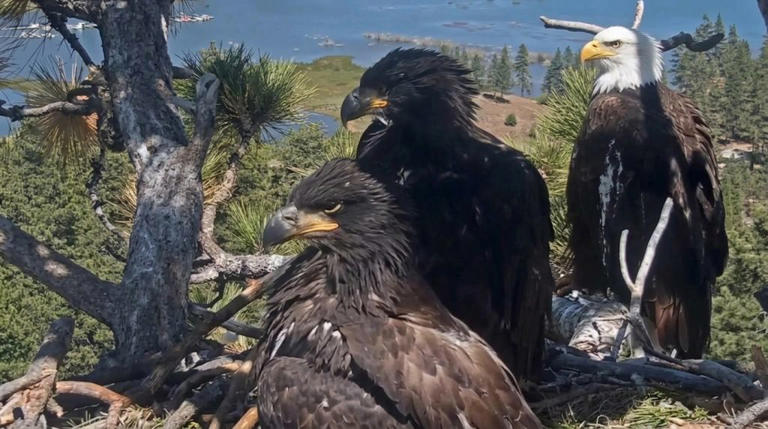 Mama eagle's dramatic response to a squirrel visitor reminded everyone ...