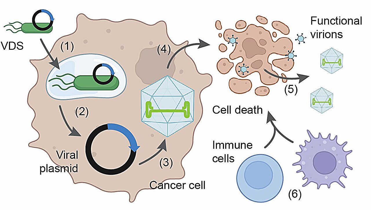 Engineered salmonella deliver cancer-killing viruses, shrinking liver ...