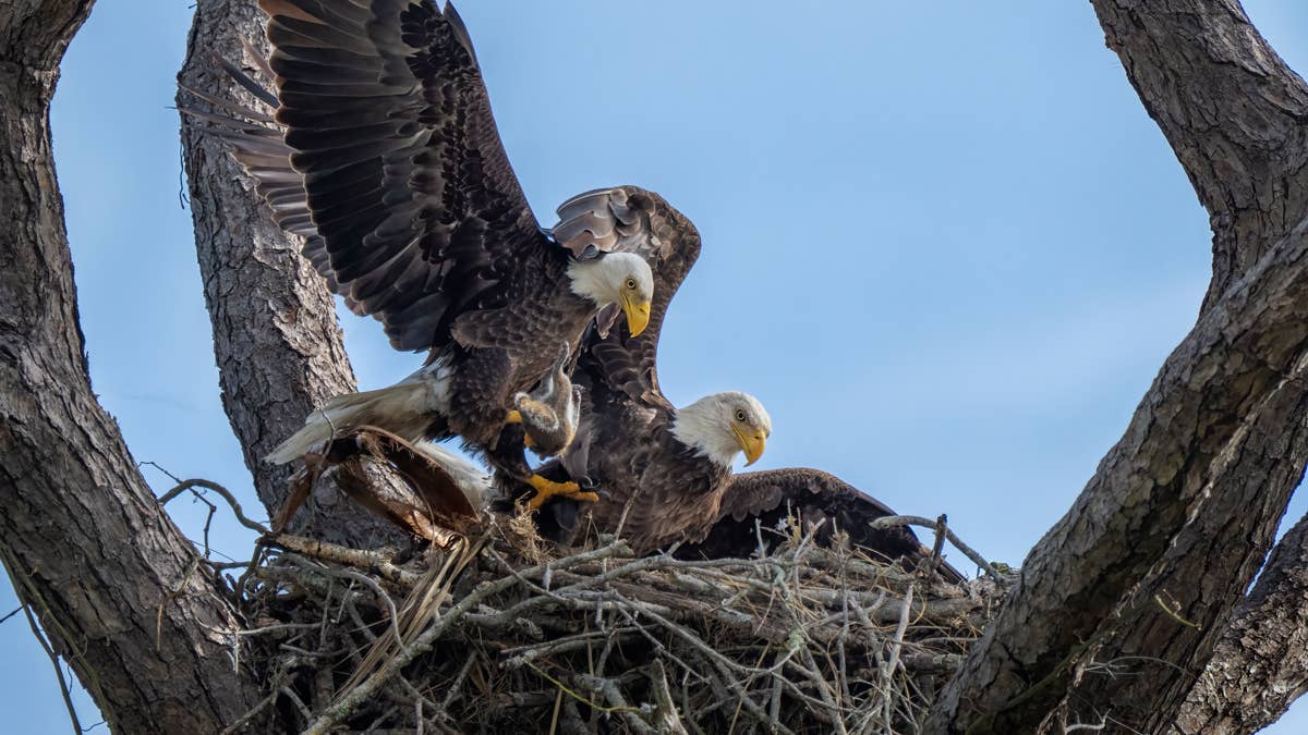 Bald eagle’s hilarious crash landing into her nest has everyone laughing