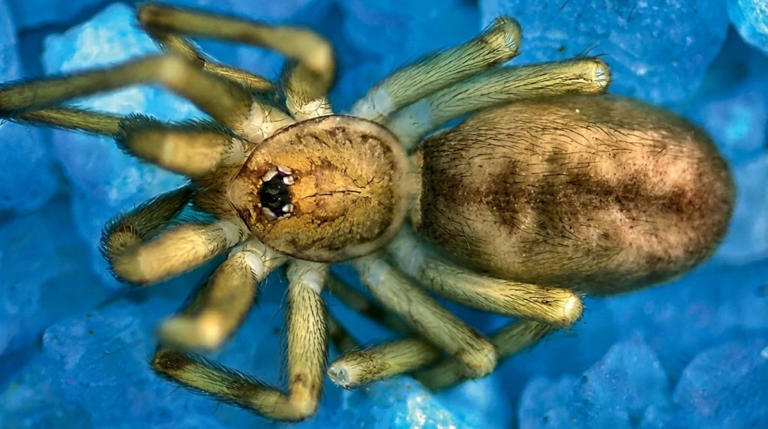 Scientists named a new spider after Pink Floyd and the reason is ...