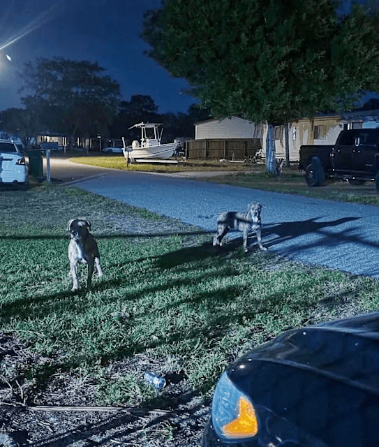 Woman, 50, 'dragged to death' by pit bulls notorious for terrorising ...