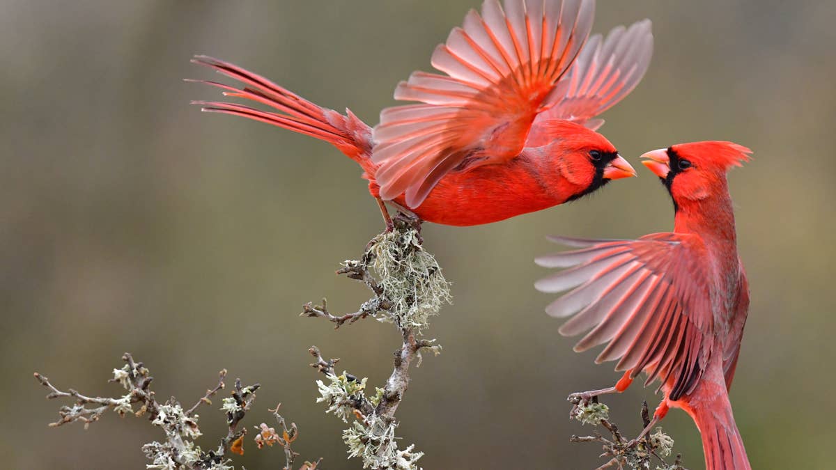 These 2 cute cardinals are acting like they're on their first date