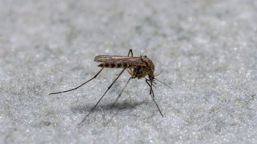 Colorado confirms first human case of West Nile virus this year