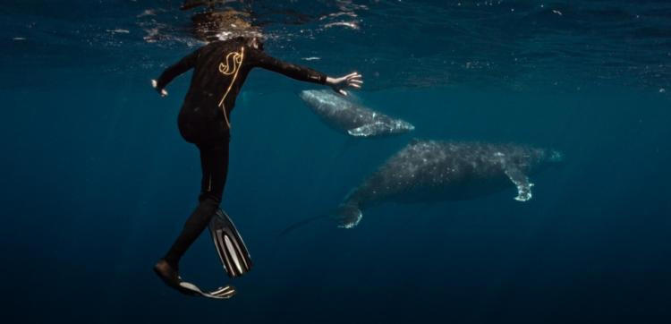 Les baleines sont-elles sensibles à la musique ? La fascinante ...