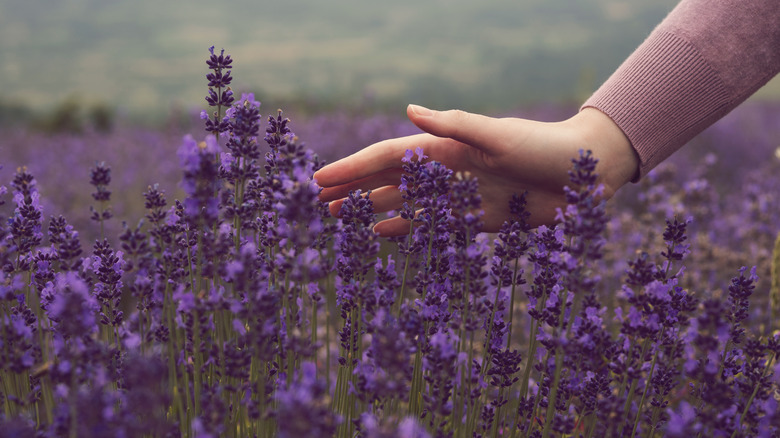 Mistakes to avoid when growing lavender