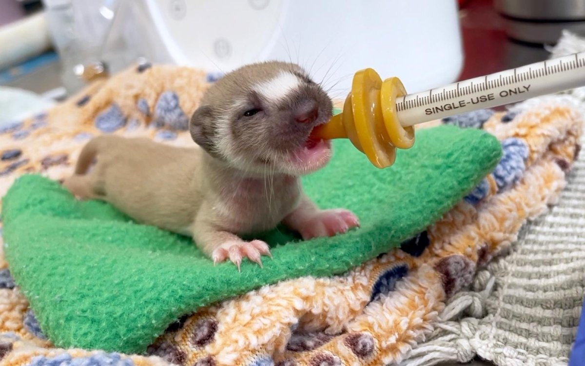 Watch: Orphaned long-tailed weasel returned to the wild in California