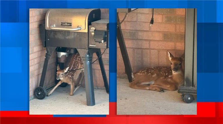 ‘Furry visitor’ pays a visit to Michigan State Police Jackson Post