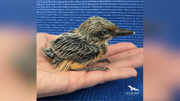 A bird that's extinct in the wild hatched at the National Aviary