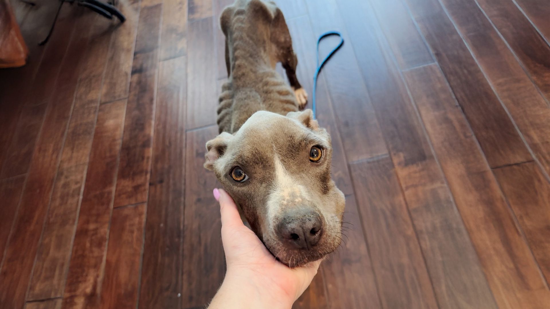 Skinny pittie almost thrown off a bridge overcomes her fears