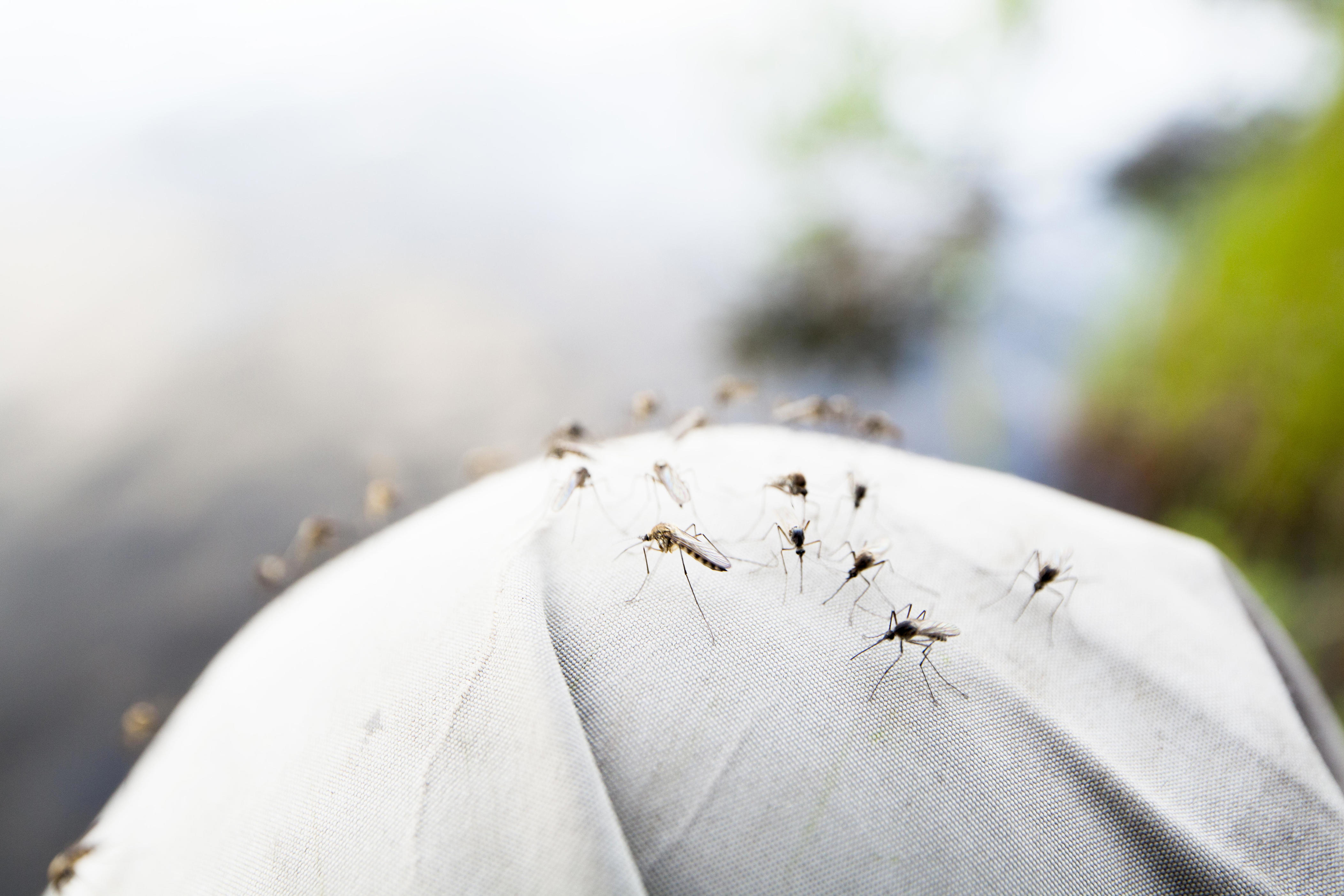 Google requests approval to release 32 million mosquitoes in Florida