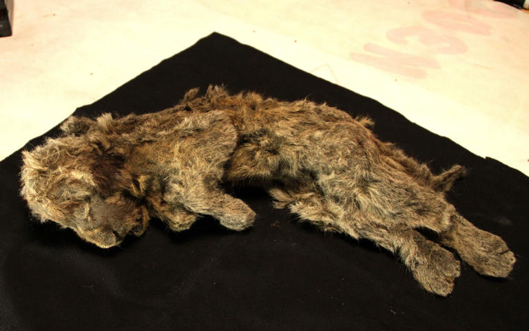This cave lion was unearthed from Siberian permafrost. Scientists ...