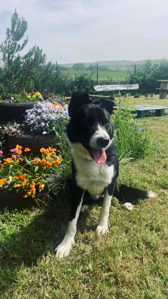 Dog tired of sheep life now wants to be with humans